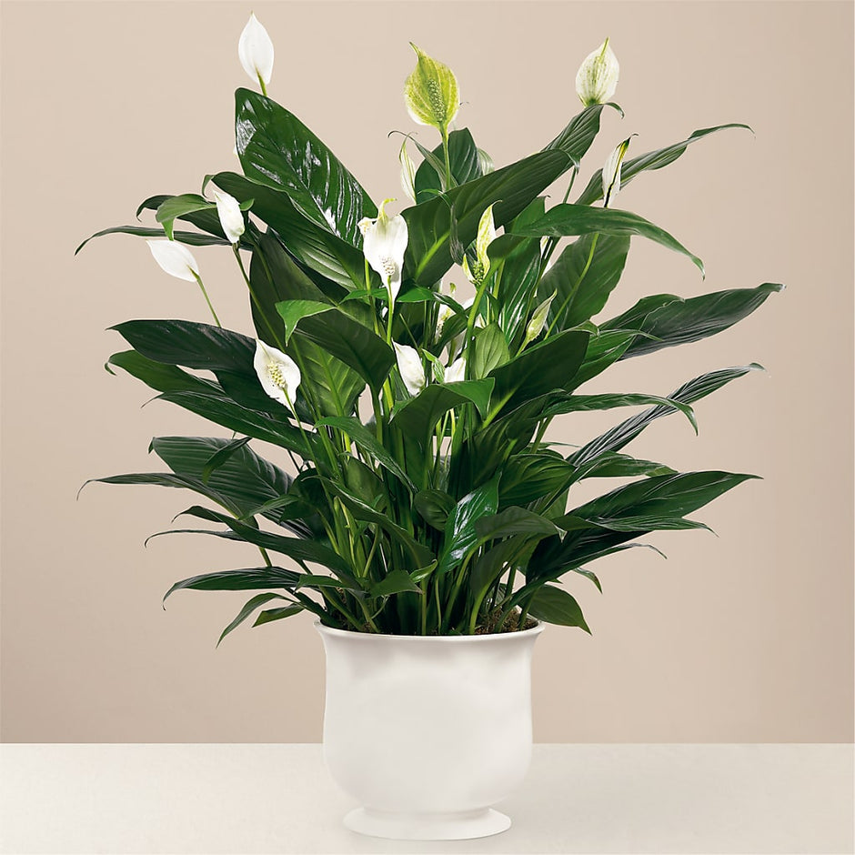 Need flowers delivered today in Durham? Our local florists provide fast ...